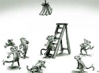 Banana Experiment - Five Monkeys in Cage