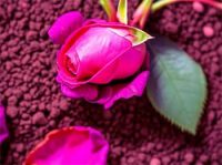 Soil Smell Like Rose! Monk Lesson for Disciples